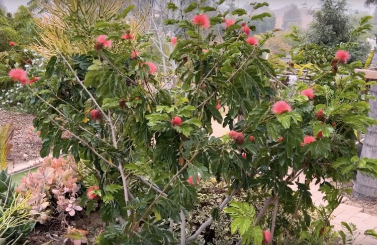 7 Attractive Dwarf Flowering Trees for Your Yard - Gardening Channel