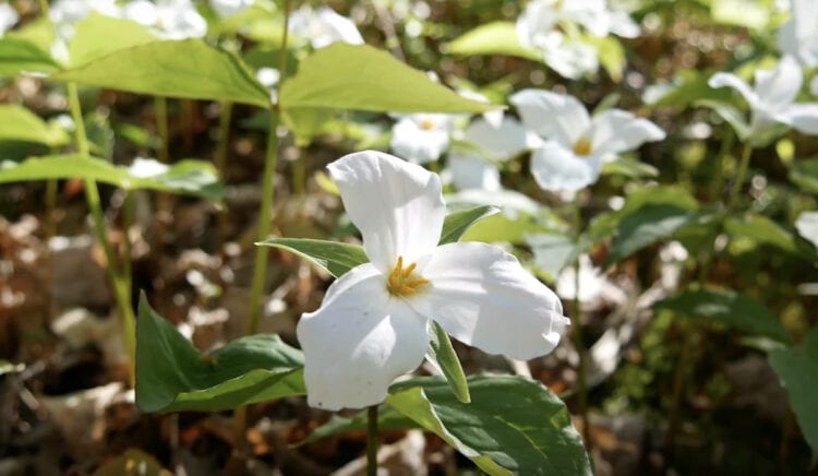 How to Grow Trillium Flowers (Melanthiaceae) - Gardening Channel