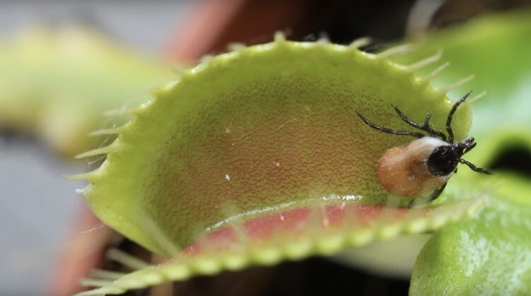 25 Plants That Ticks Don't Like - Gardening Channel