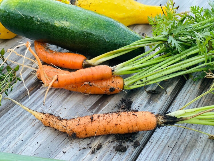 20 Carrot Varieties to Consider Growing This Season - Gardening Channel
