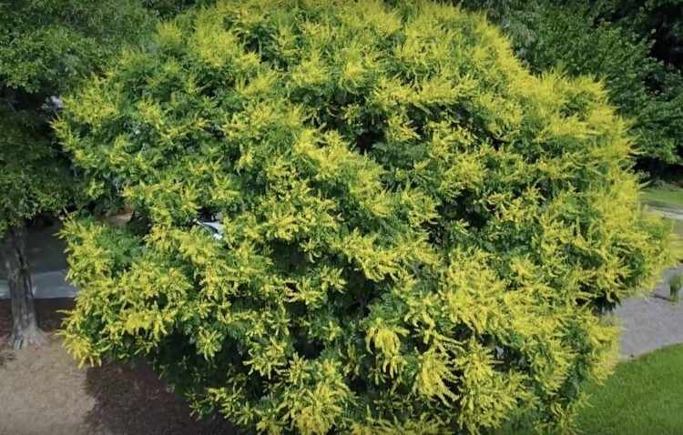 How to Grow the Golden Rain Tree - Gardening Channel