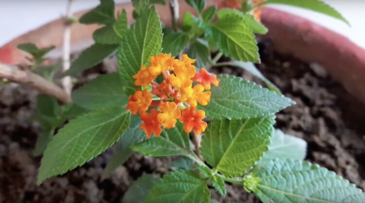 How to Grow Lantana Indoors (Verbenaceae) - Gardening Channel