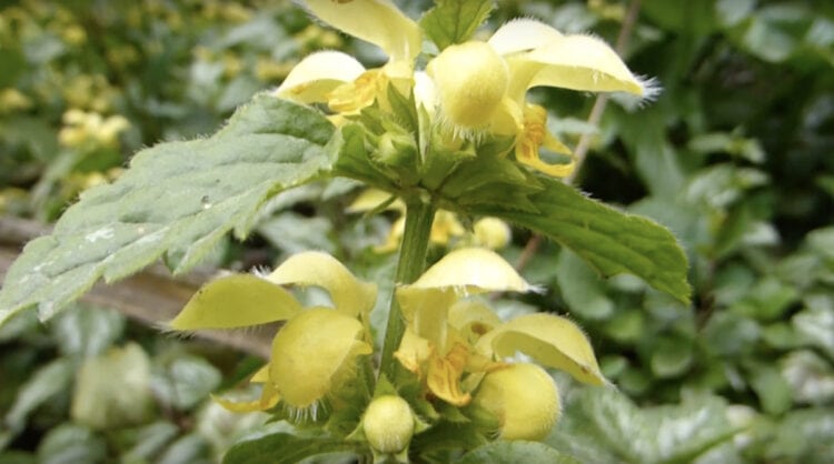 Groundcovers for Shady Conditions: 25 Ideas - Gardening Channel