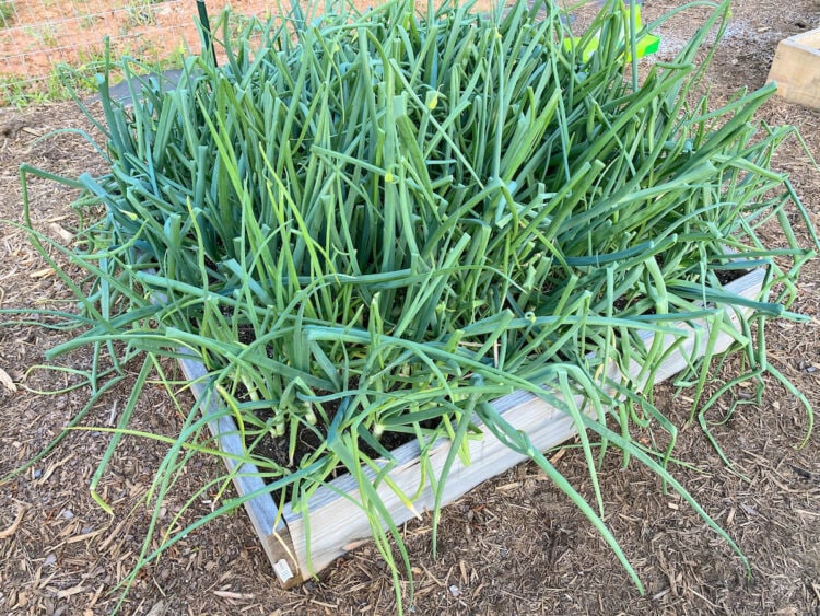 List of Allium Vegetables from A to Z - Gardening Channel