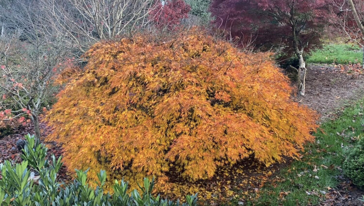 15 Popular Small Trees Under 15 Feet Tall to Consider - Gardening Channel