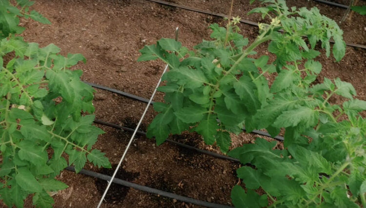 How Far Apart to Grow Tomatoes, Explained - Gardening Channel