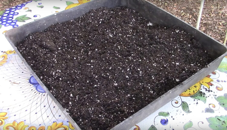 What is the best growing medium for microgreens? - Gardening Channel