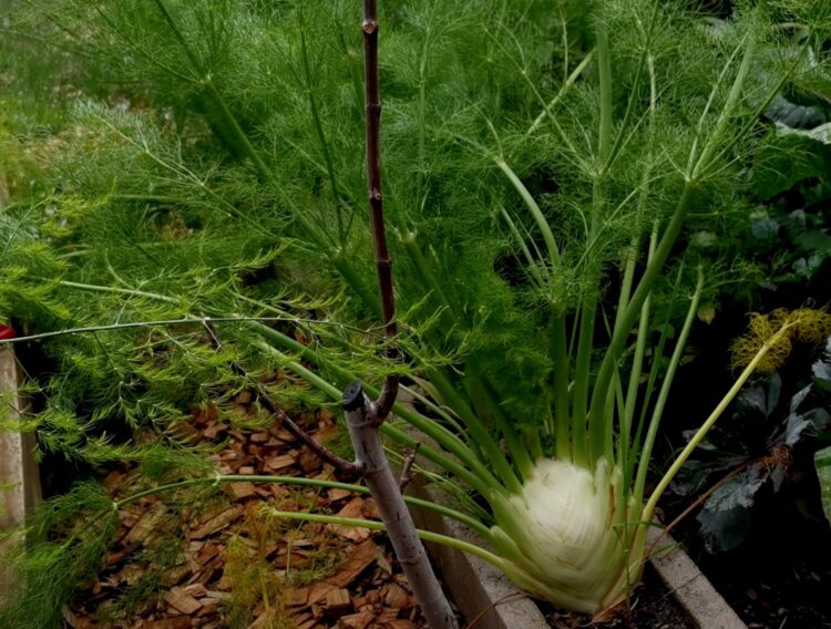 How to Grow the Fennel Plant (Foeniculum vulgare) - Gardening Channel