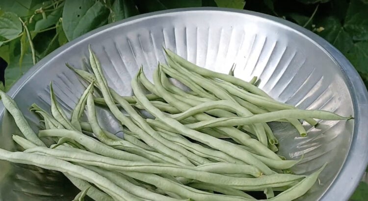 What are the most popular green beans? (10 Good Options) - Gardening ...