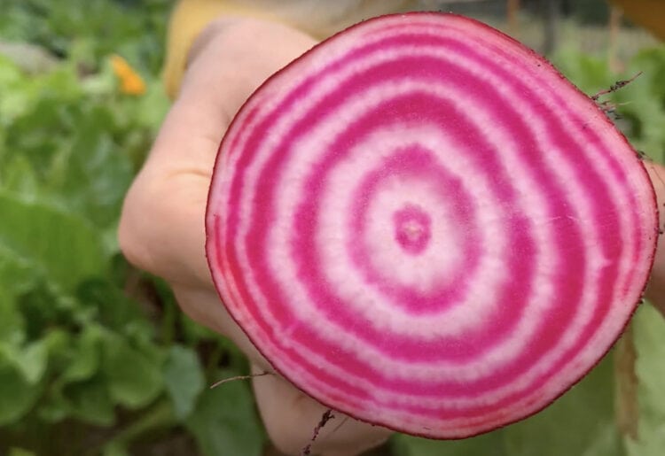 30 Strange Vegetables to Grow in Your Garden - Gardening Channel
