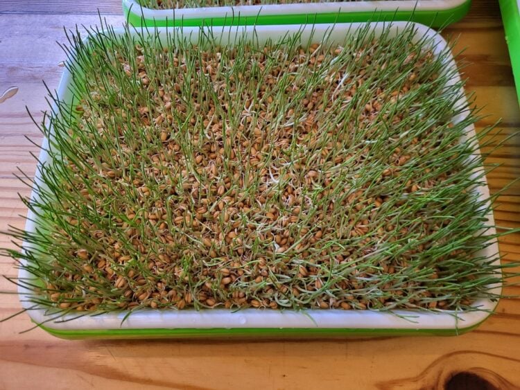 How to Grow Fodder for Chickens (or other Livestock) - Gardening Channel