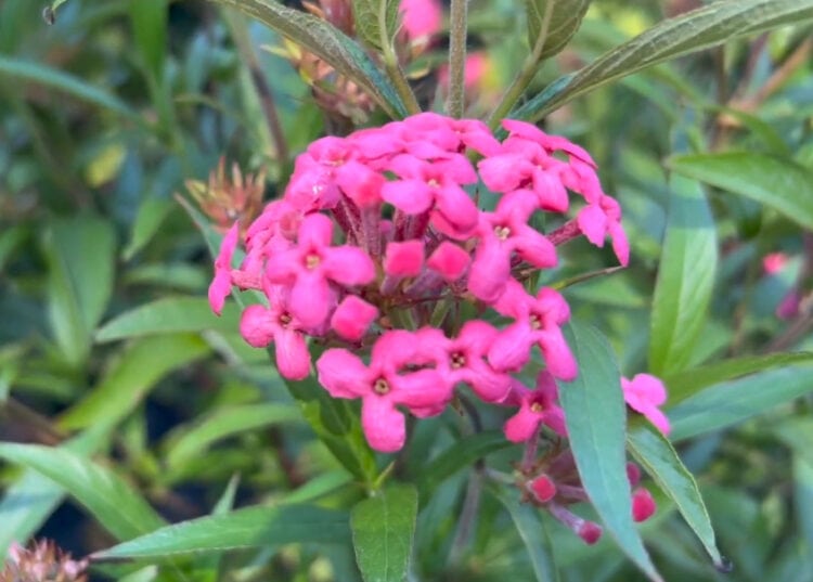 How to Grow Panama Rose (Rondeletia leucophylla) - Gardening Channel