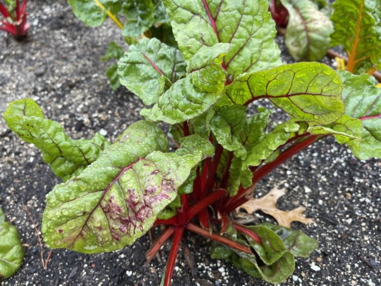 15 Plants High in Magnesium You Should Grow - Gardening Channel