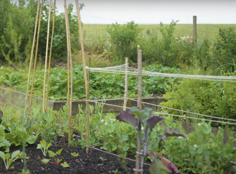 What is a polyculture garden? - Gardening Channel