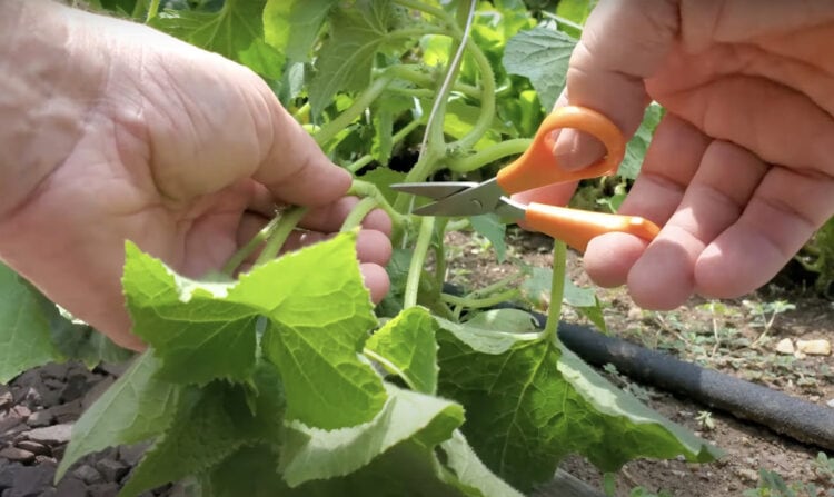 Pruning Cucumber Plants for a Bigger Harvest, Explained - Gardening Channel