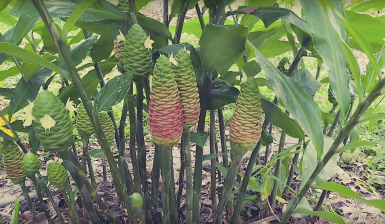 How to Grow a Shampoo Ginger Lily (Zingiber zerumbet) - Gardening Channel