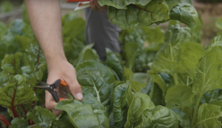 What is succession planting and should I do it? - Gardening Channel