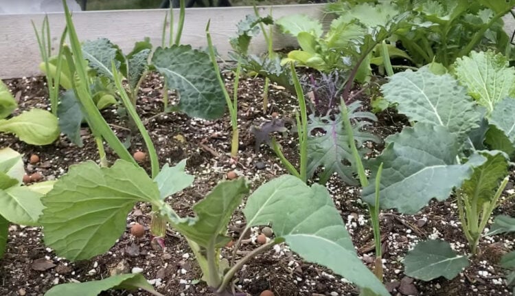 20 Plants for Vegetable Garden Succession Planting - Gardening Channel