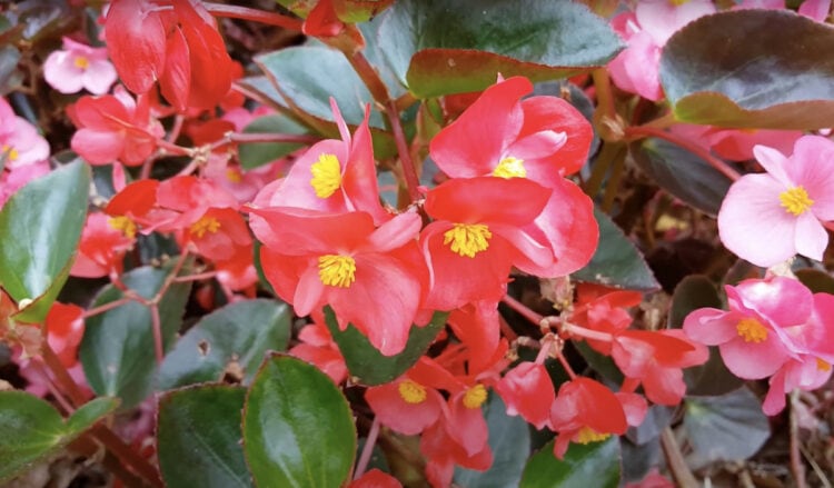How to Grow Wax Begonia Flowers (Begonia x semperflorens-cultorum ...