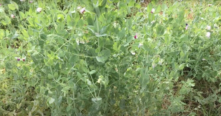 How to Grow Winter Peas (Field Peas), a Guide - Gardening Channel