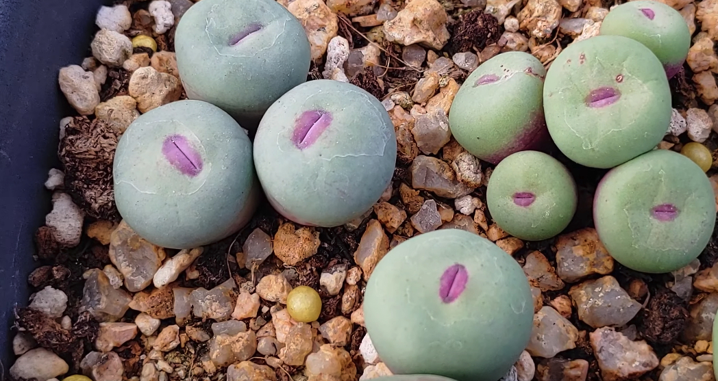 How to Grow Conophytum Pageae Lips Plant - Gardening Channel