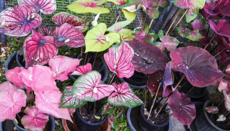 20 Varieties of Caladium You Should Consider Growing - Gardening Channel