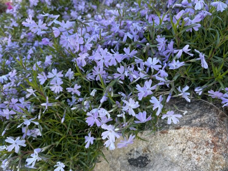 These Are the Best Plants for a Rock Garden - Gardening Channel