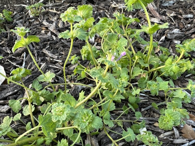 How to Control Henbit Lawn Weed (Lamium amplexicaule) - Gardening Channel