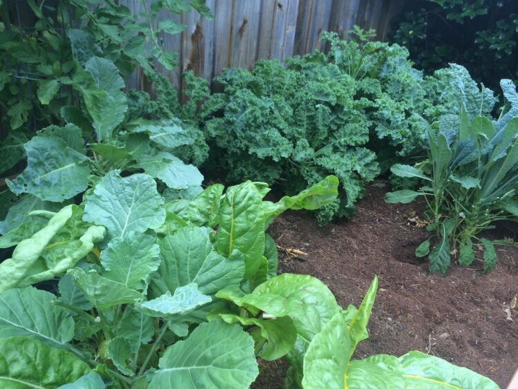 10 Reasons You Should Grow (and Eat) Dark Leafy Green Vegetables ... 10 Reasons You Should Grow (and Eat) Dark Leafy Green Vegetables ...