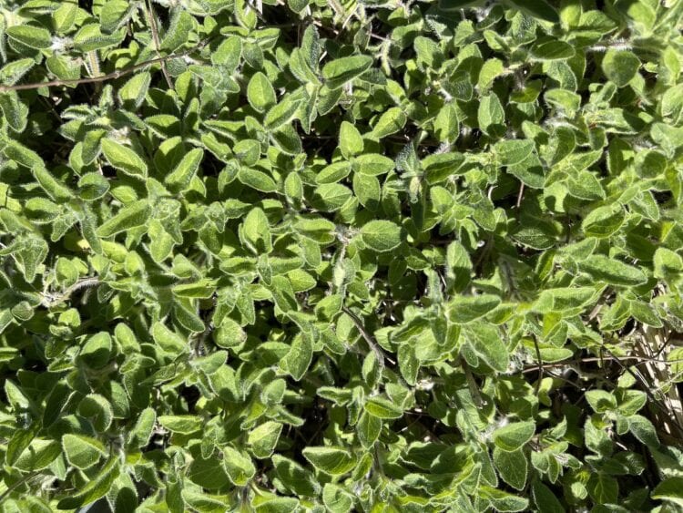 10 Evergreen Herbs That Are Available All Year Long to Use - Gardening ...