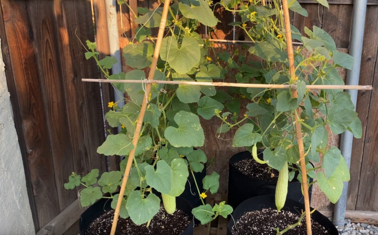 Climbing Cucumbers: Maximize Your Harvest with Vertical Gardening ...