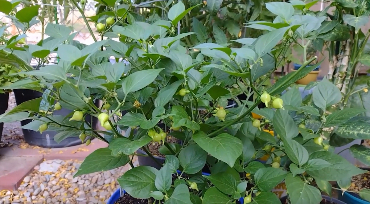 How to Grow Biquinho Piquillo Peppers - Gardening Channel