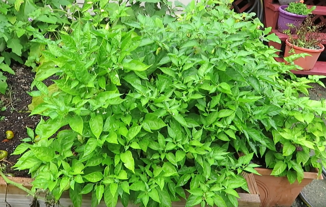 How to Grow Habanada Peppers - Gardening Channel