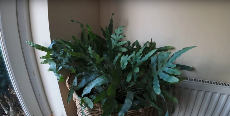 Caring for Blue Star Fern (Phlebodium aureum) Houseplant - Gardening ...