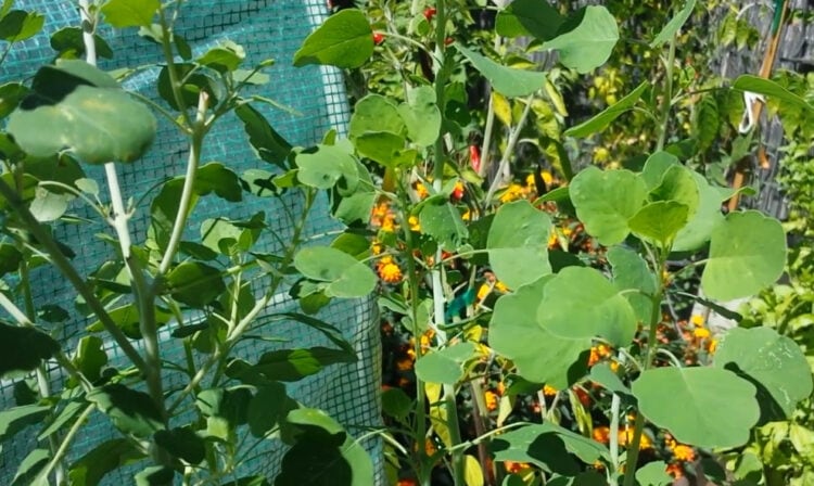 How to Grow Papalo Herb (Porophyllum ruderale) - Gardening Channel