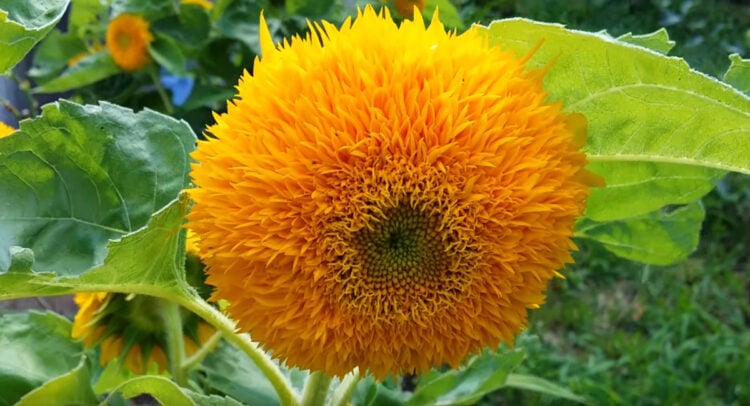 How to Grow and Care For Teddy Bear Sunflowers (Helianthus annuus) - Gardening Channel