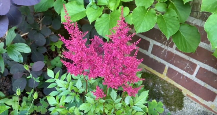 18 Perennials that Grow in the Shade and Bloom in Summer - Gardening Channel