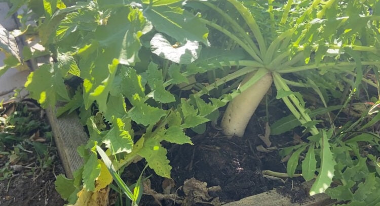 How to Grow Daikon Radishes at Home (Raphanus sativus var ...