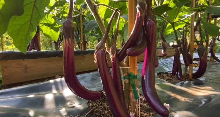 Japanese Eggplant Plant