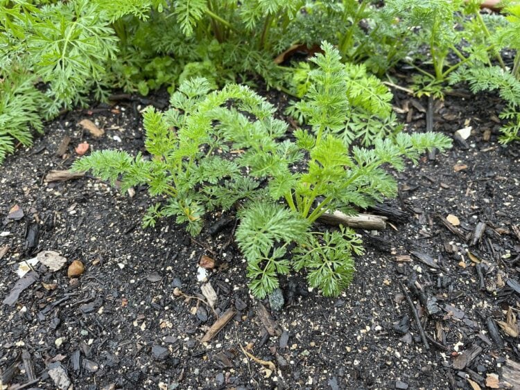 9 Watering and Fertilizing Carrots Tips for a Successful Harvest ...