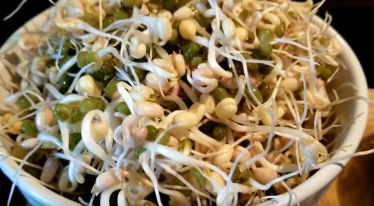 How to Grow Mung Beans Sprouts - Gardening Channel