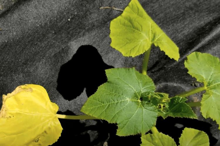 Guide to Anthracnose fungal disease - Gardening Channel