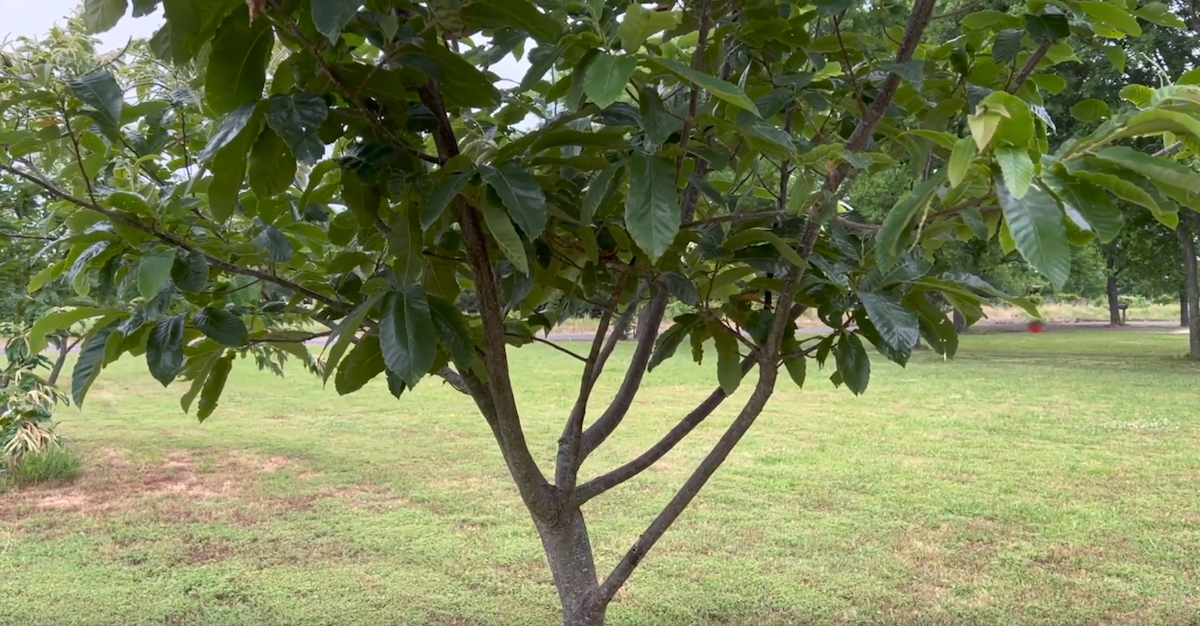 Caring for Hybrid American Chestnut Trees: Chestnut Trees that survive ...