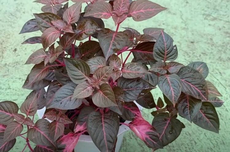 How to Grow Purple Lady Bloodleaf (Iresine diffusa f. herbstii ...