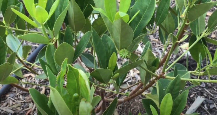 How to Grow Star Anise (Illicium verum) - Gardening Channel