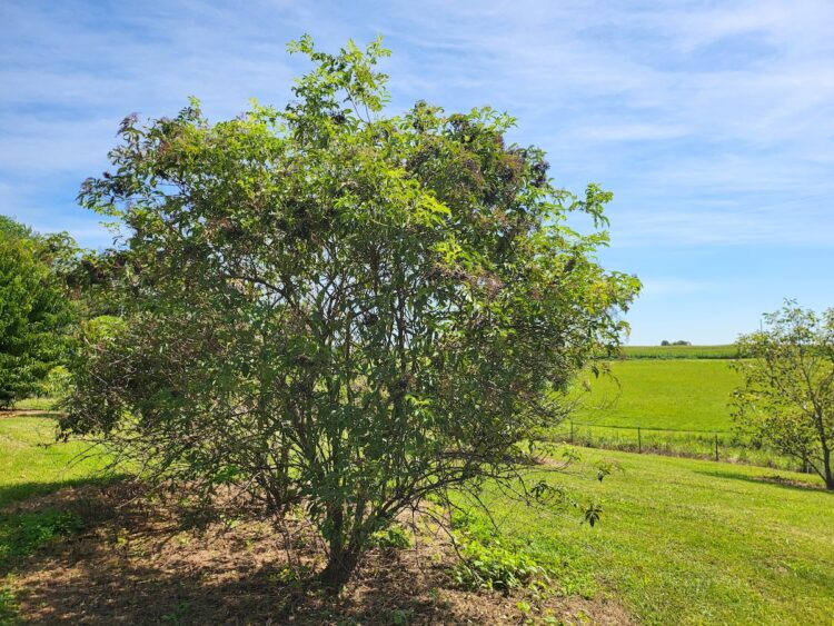 How to Care for Elderberry Bushes (Sambucus nigra) - Gardening Channel