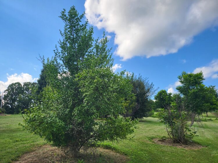 Caring for Hardy Orange Trees - Gardening Channel