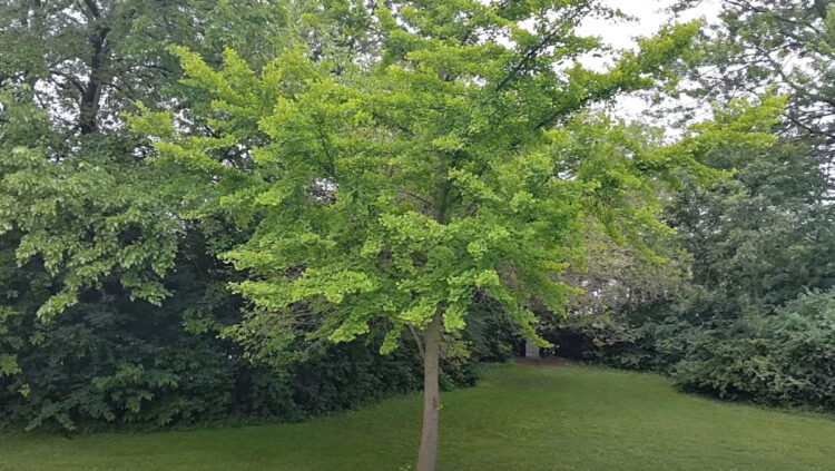 How to Grow a Ginkgo Biloba (Maidenhair) Tree - Gardening Channel