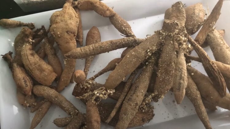 How can I tell if my dahlia tubers are dead? - Gardening Channel