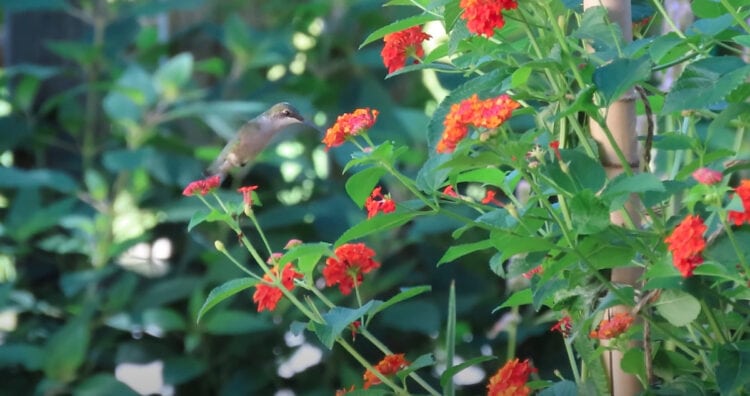 What red flowers attract hummingbirds? (10 Favorites I Recommend ...